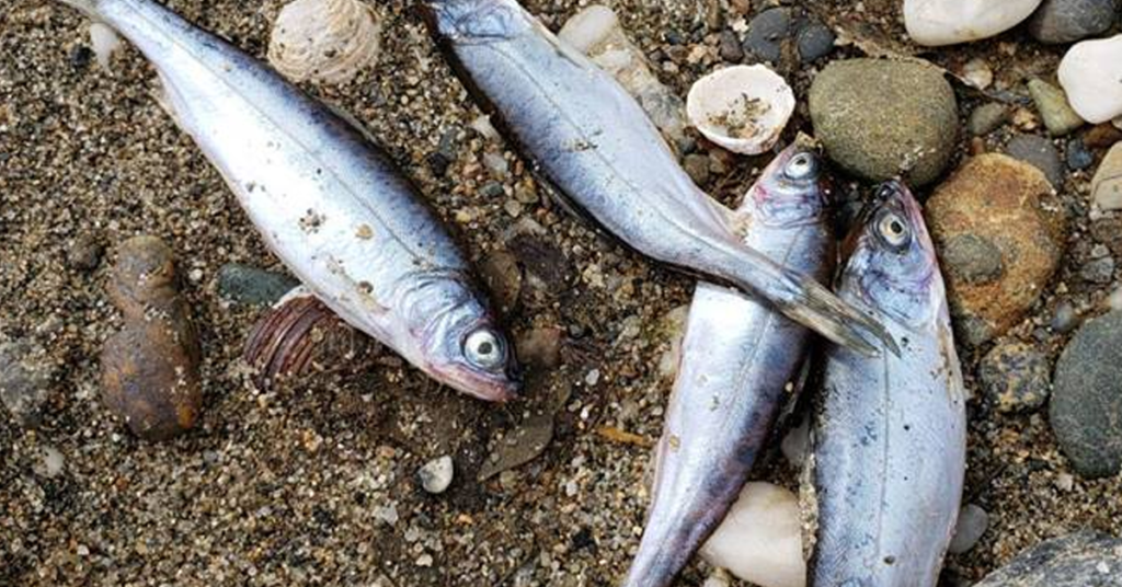 WESTERN: Salmon are back in the San Joaquin, but what did it cost us?