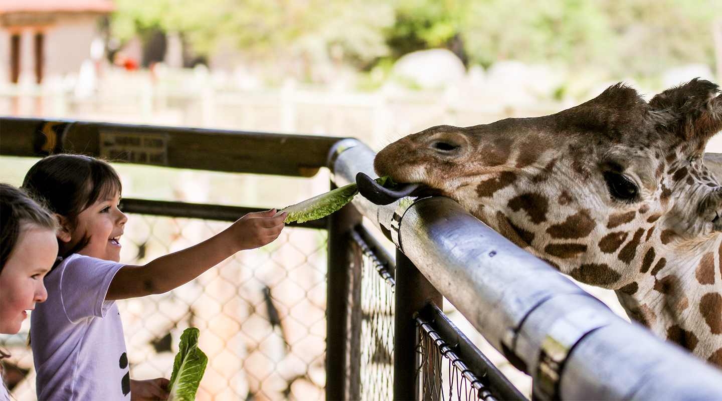 Fresno Chaffee Zoo among groups to receive donation from Aaron Judge’s ...