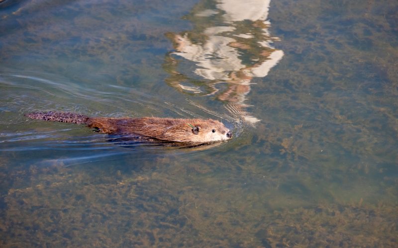 First beavers released to wild by California in decades