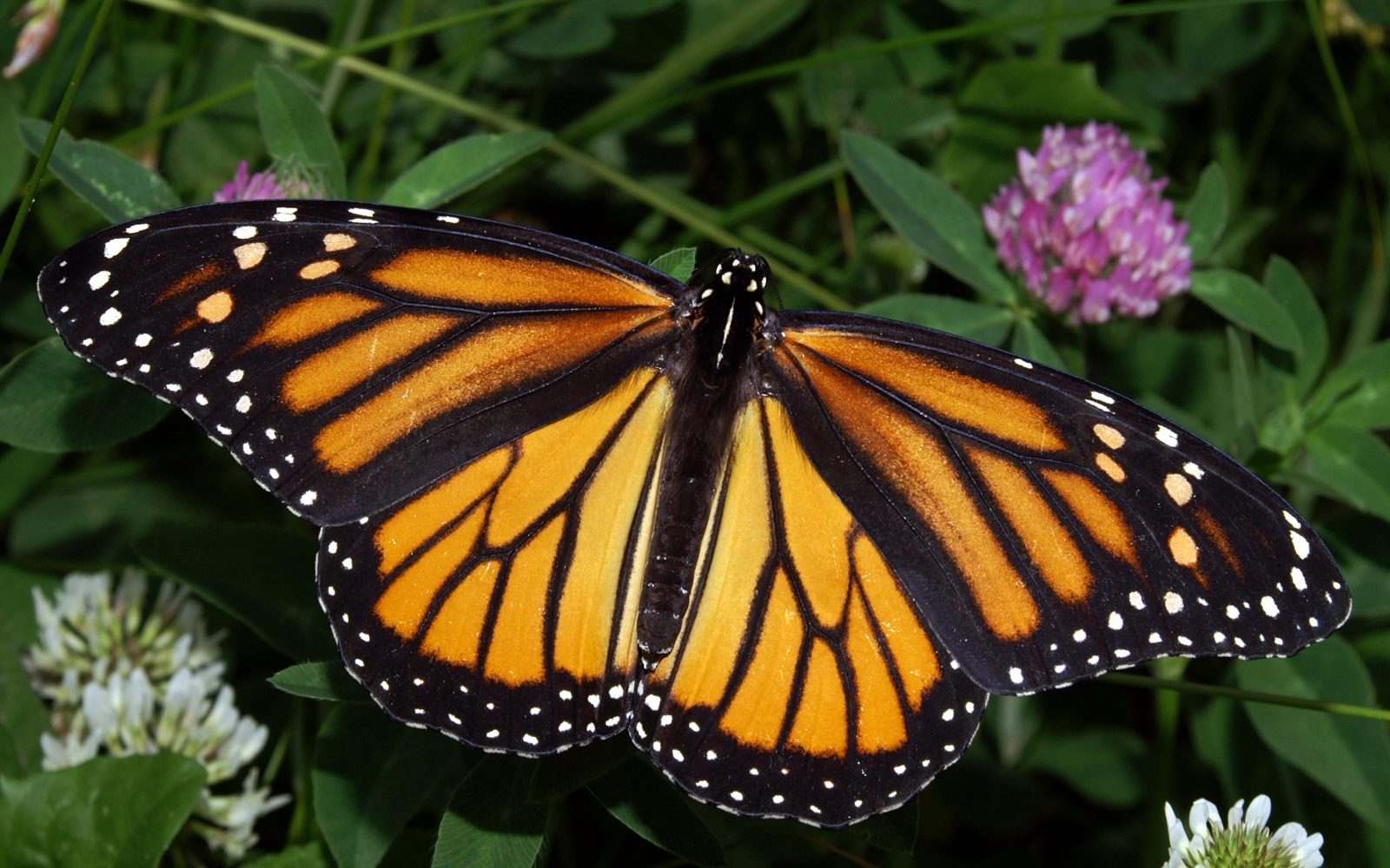 Monarch butterflies rebound in Mexico