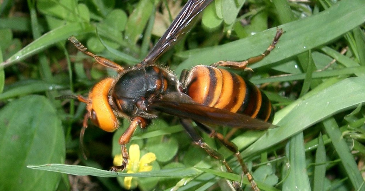 Officials announce murder hornet eradicated from U.S.